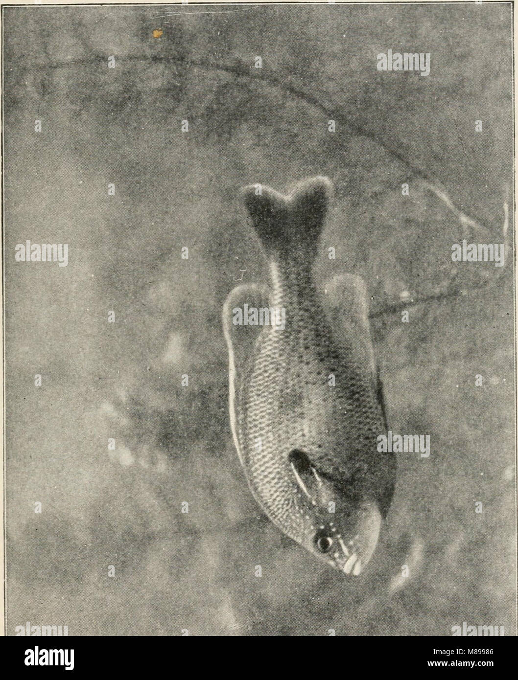 A 1907 work exploring the evolution and biological development of ...