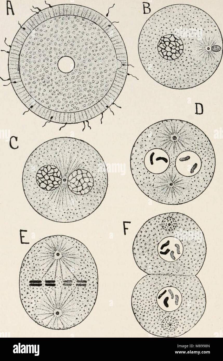 Biotic factors hi-res stock photography and images - Alamy