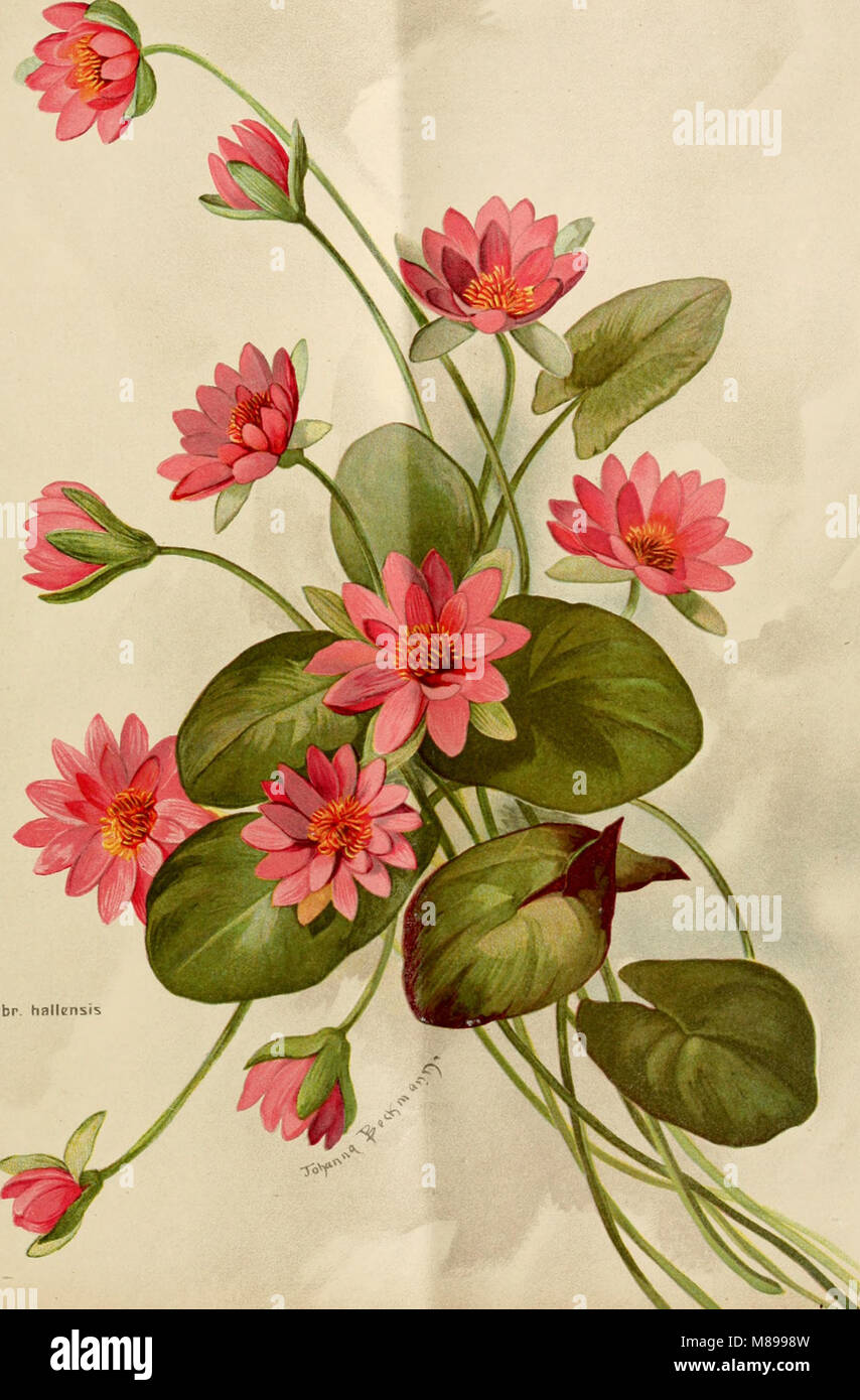 'Die Gartenwelt' (1912) is a German publication focused on garden ...