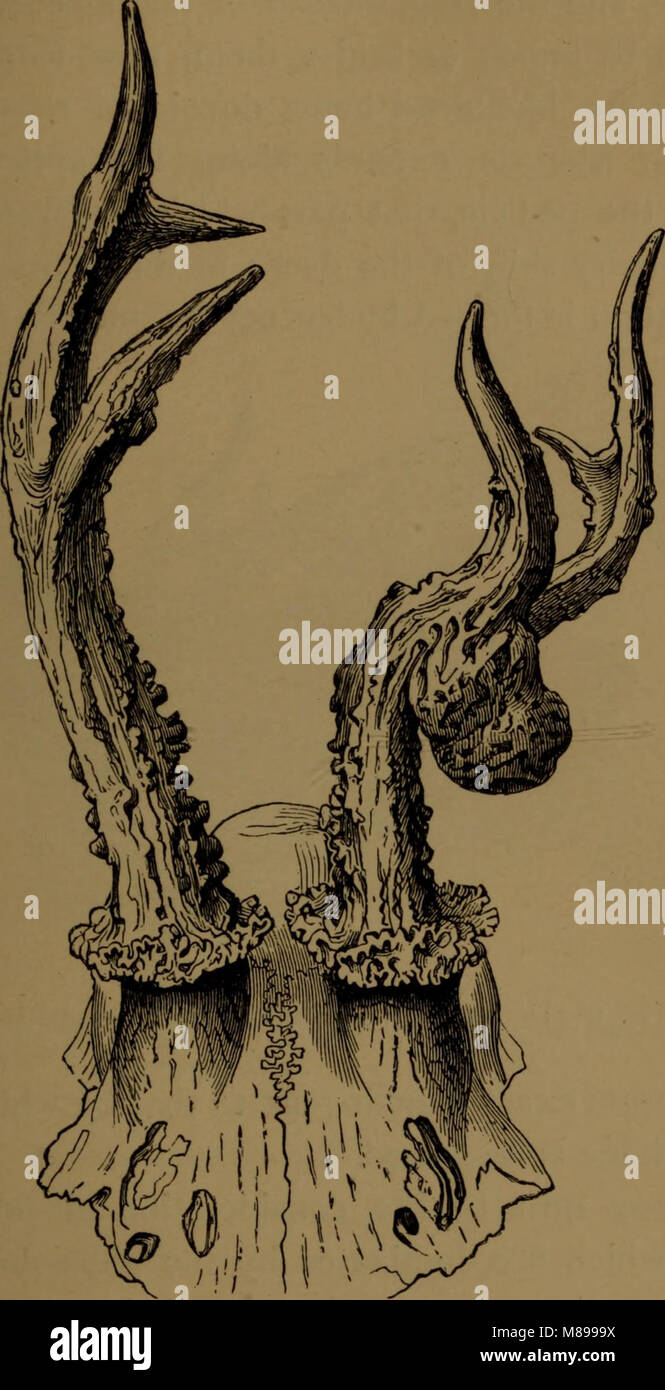 'Evolution and Disease' (1890) explores the relationship between the ...