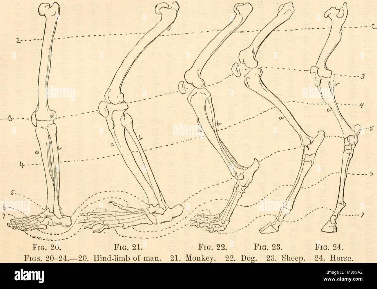 'Evolution and its relation to religious thought' (1888) explores the ...