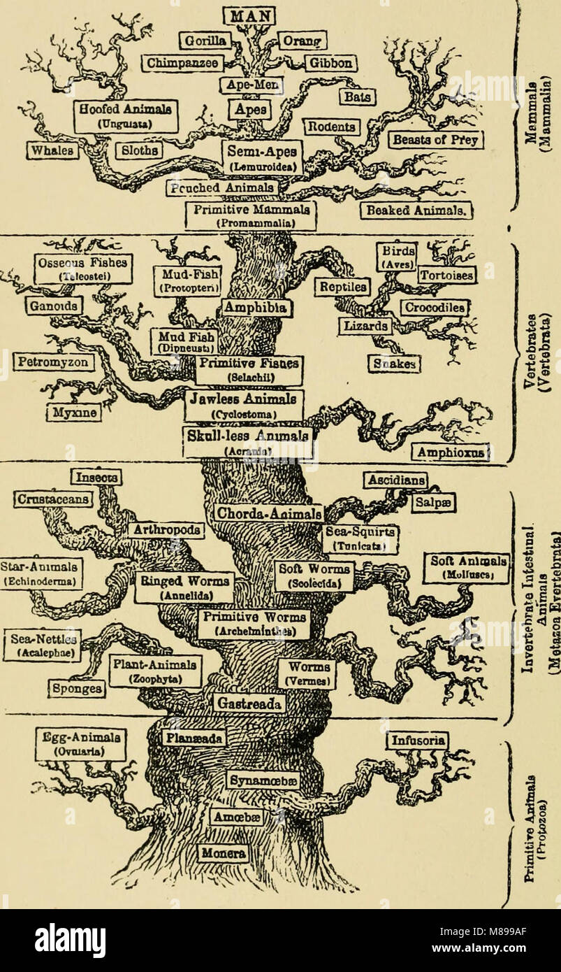 Science vs religion hi-res stock photography and images - Alamy