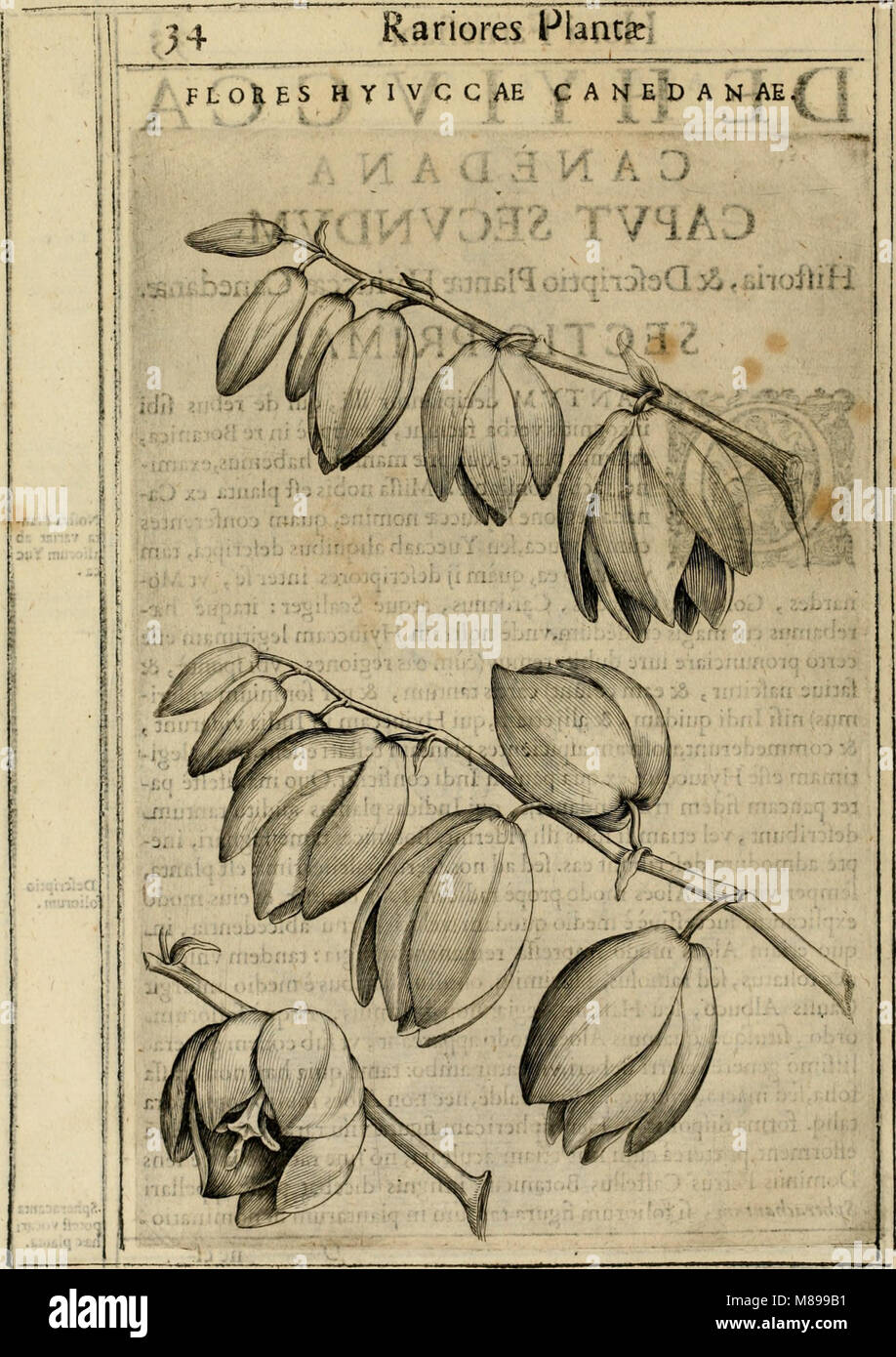 Exactissima descriptio rariorum quarundam plantarum, que continentur ...
