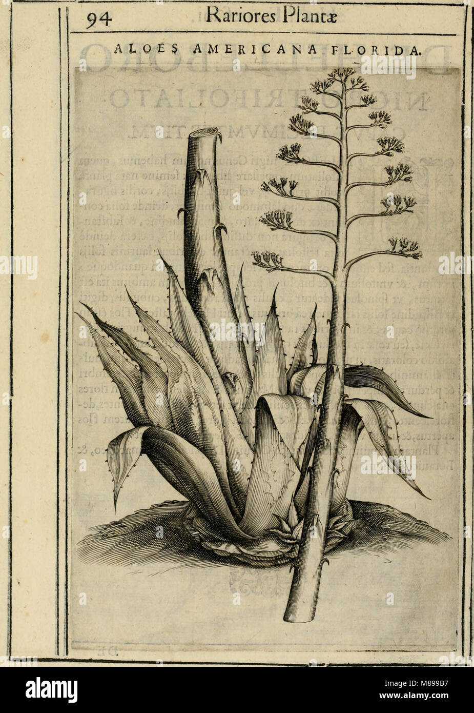 Exactissima descriptio rariorum quarundam plantarum, que continentur ...
