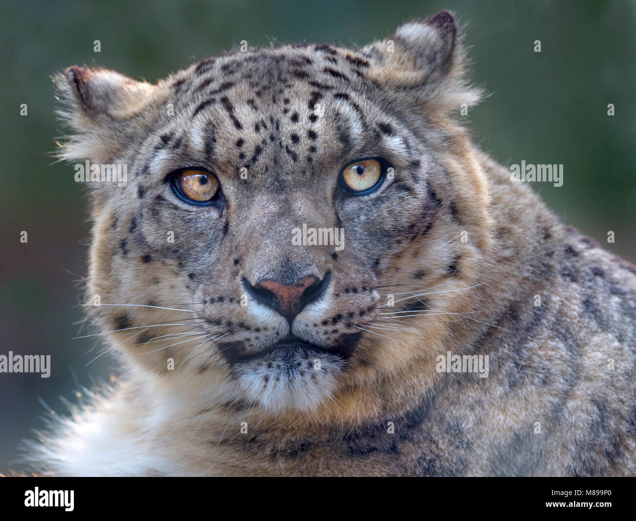 Portrait of captive Snow leopard or ounce Panthera uncia Stock Photo ...