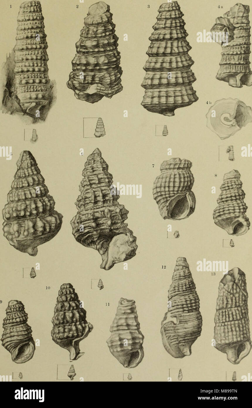 A 1905 work on the gastropods (snails) from the Saxon Cretaceous ...