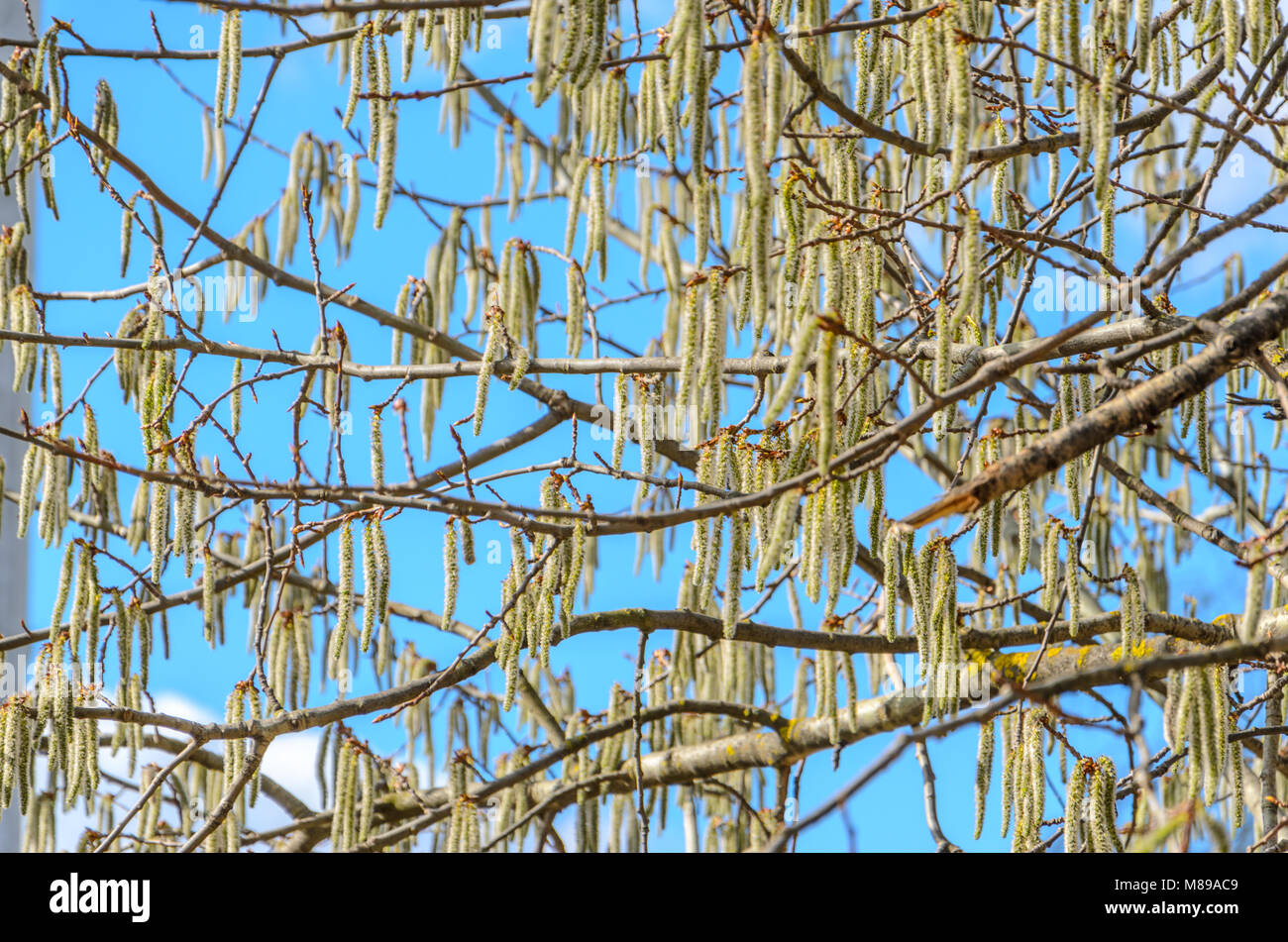Many Aspen Buds Against the Blue Sky. Early Spring Background Stock ...