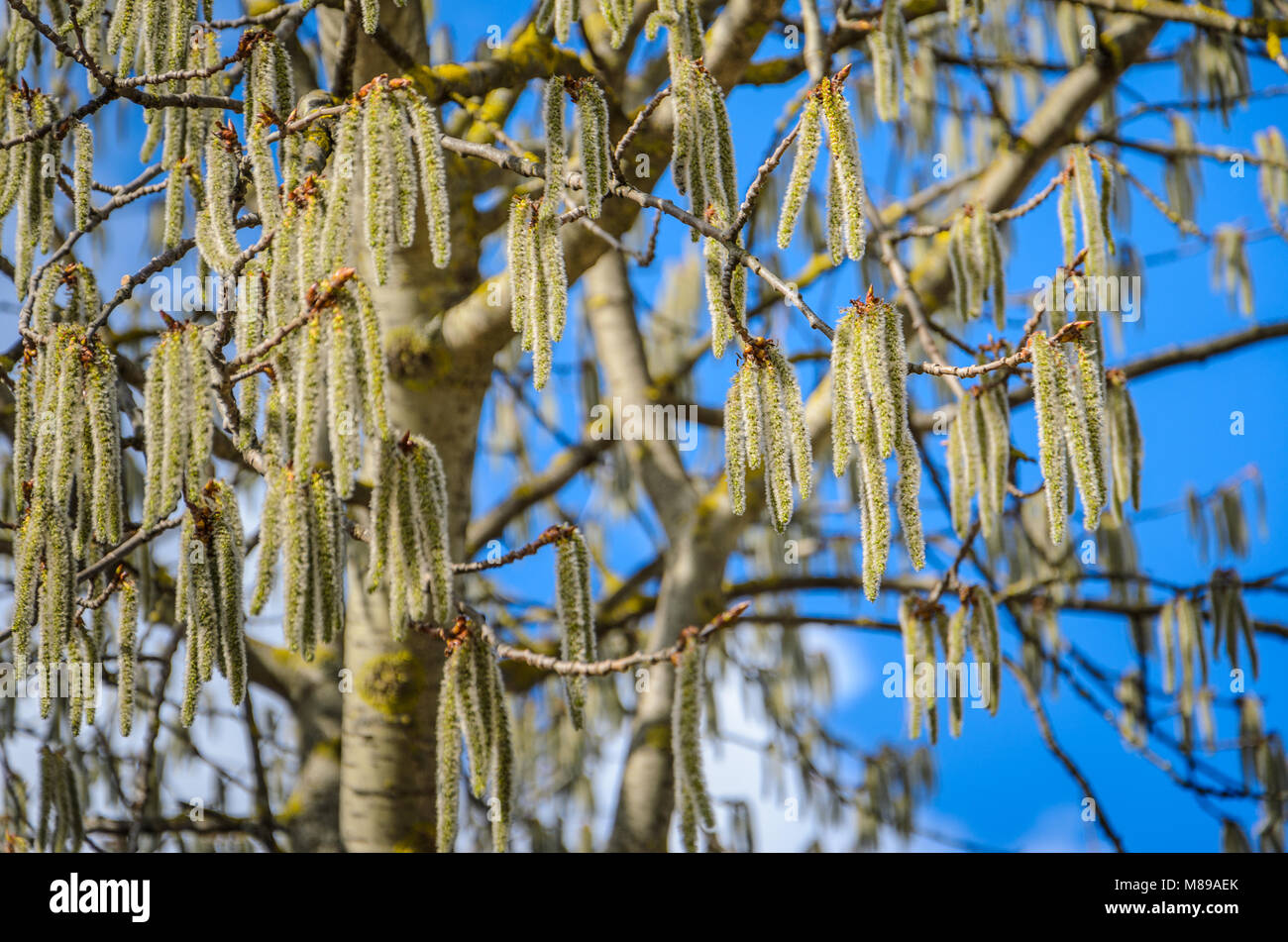 Many Aspen Buds Against the Blue Sky. Early Spring Background Stock ...