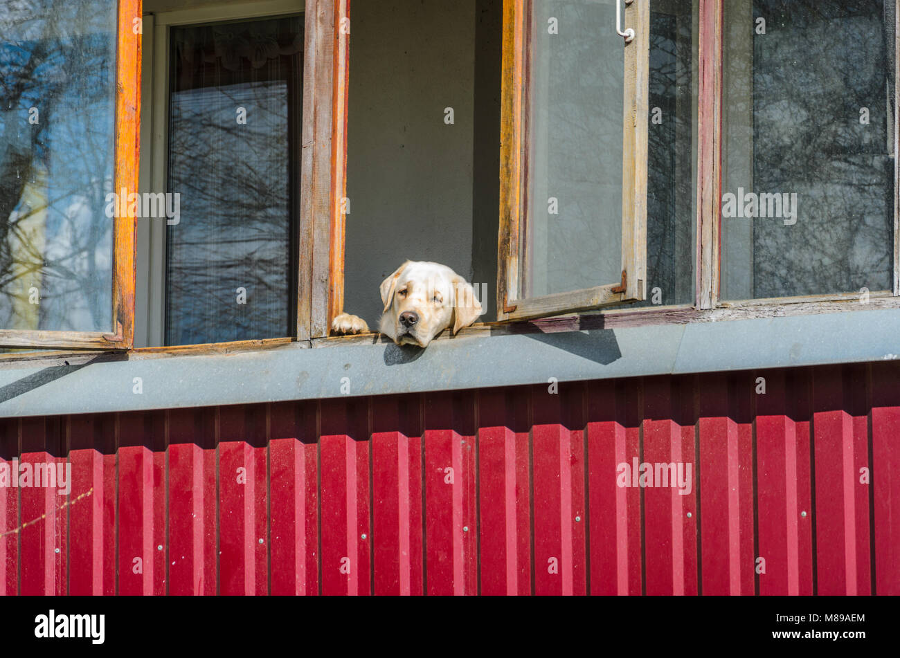 Dog Labrador Looking Out the Open Window. The Dog is Bored and Waiting ...