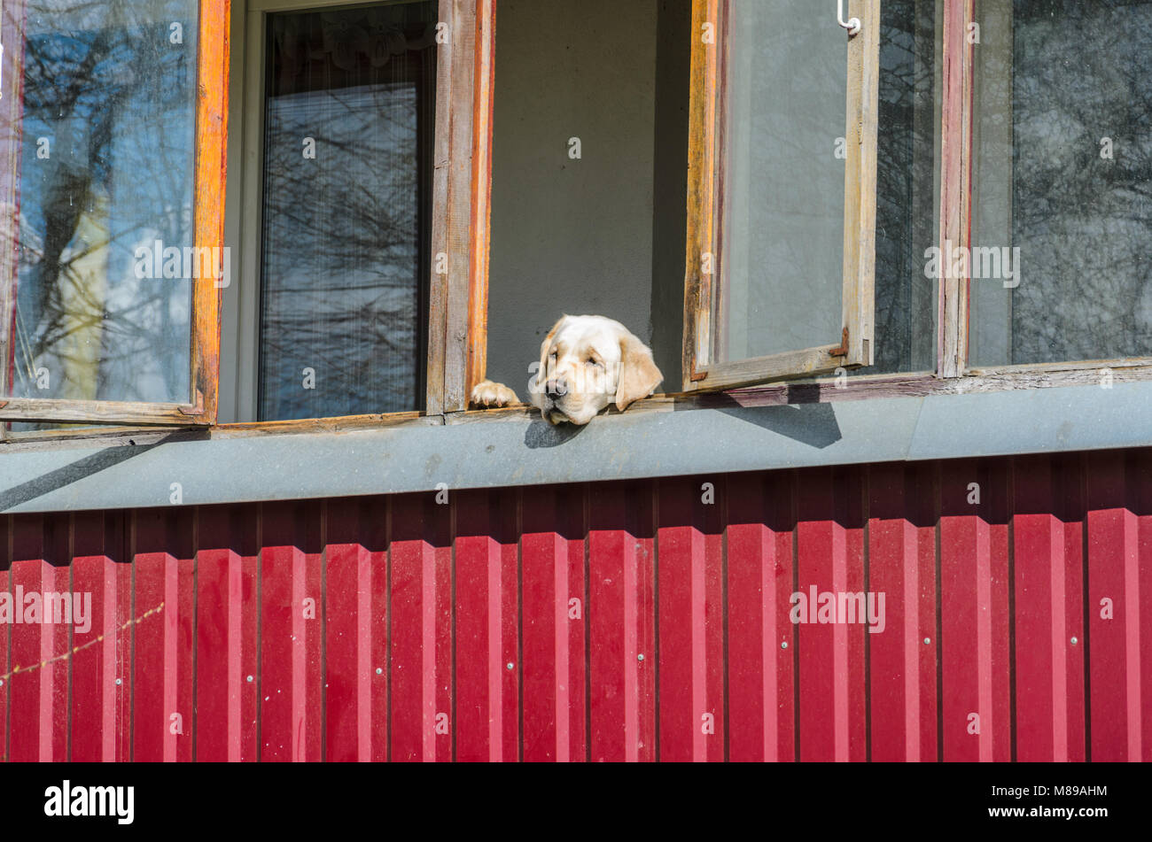 Dog Labrador Looking Out the Open Window. The Dog is Bored and Waiting ...