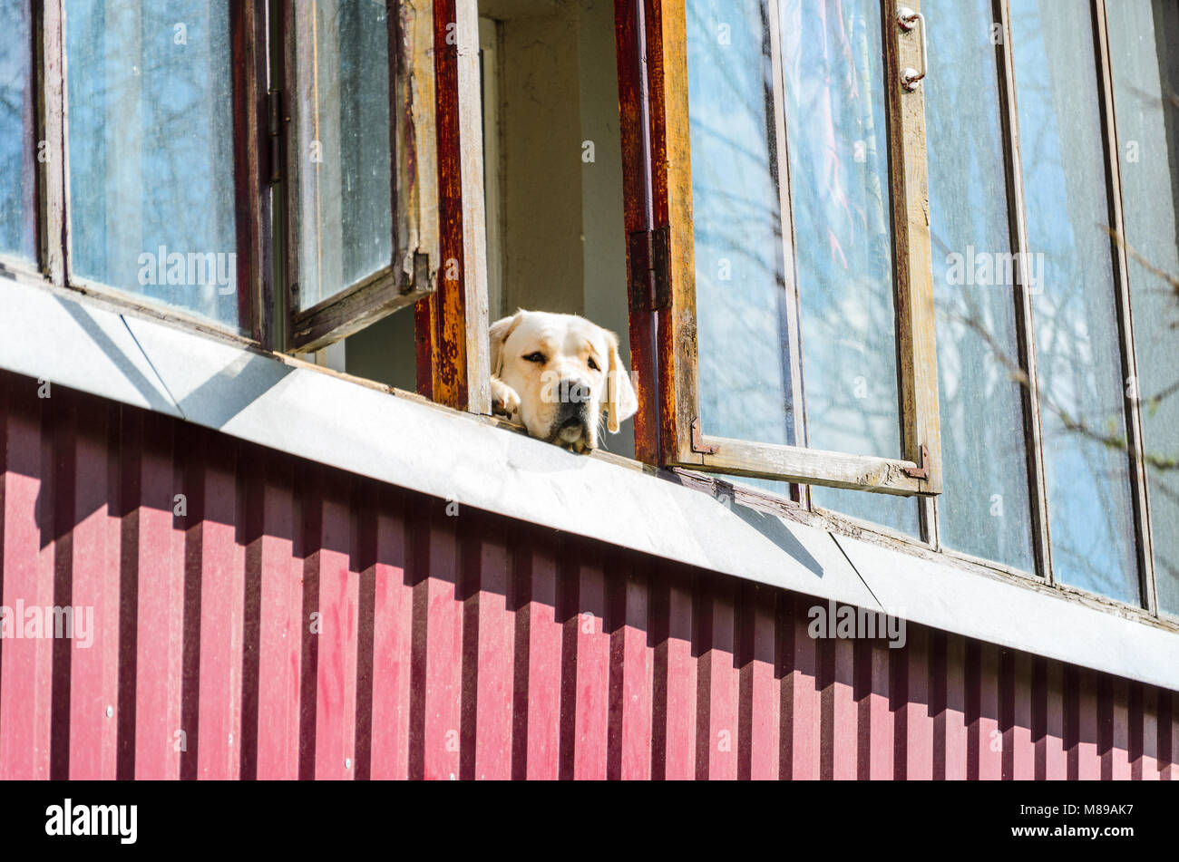 Dog Labrador Looking Out the Open Window. The Dog is Bored and Waiting ...