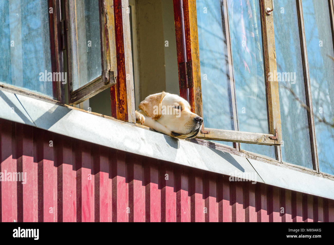 Dog Labrador Looking Out the Open Window. The Dog is Bored and Waiting ...