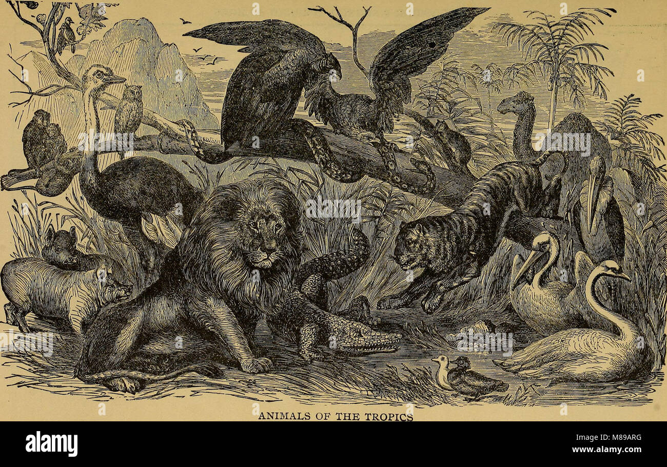 Explorations and adventures in the wilds of Africa; (1909) (14740825456 ...