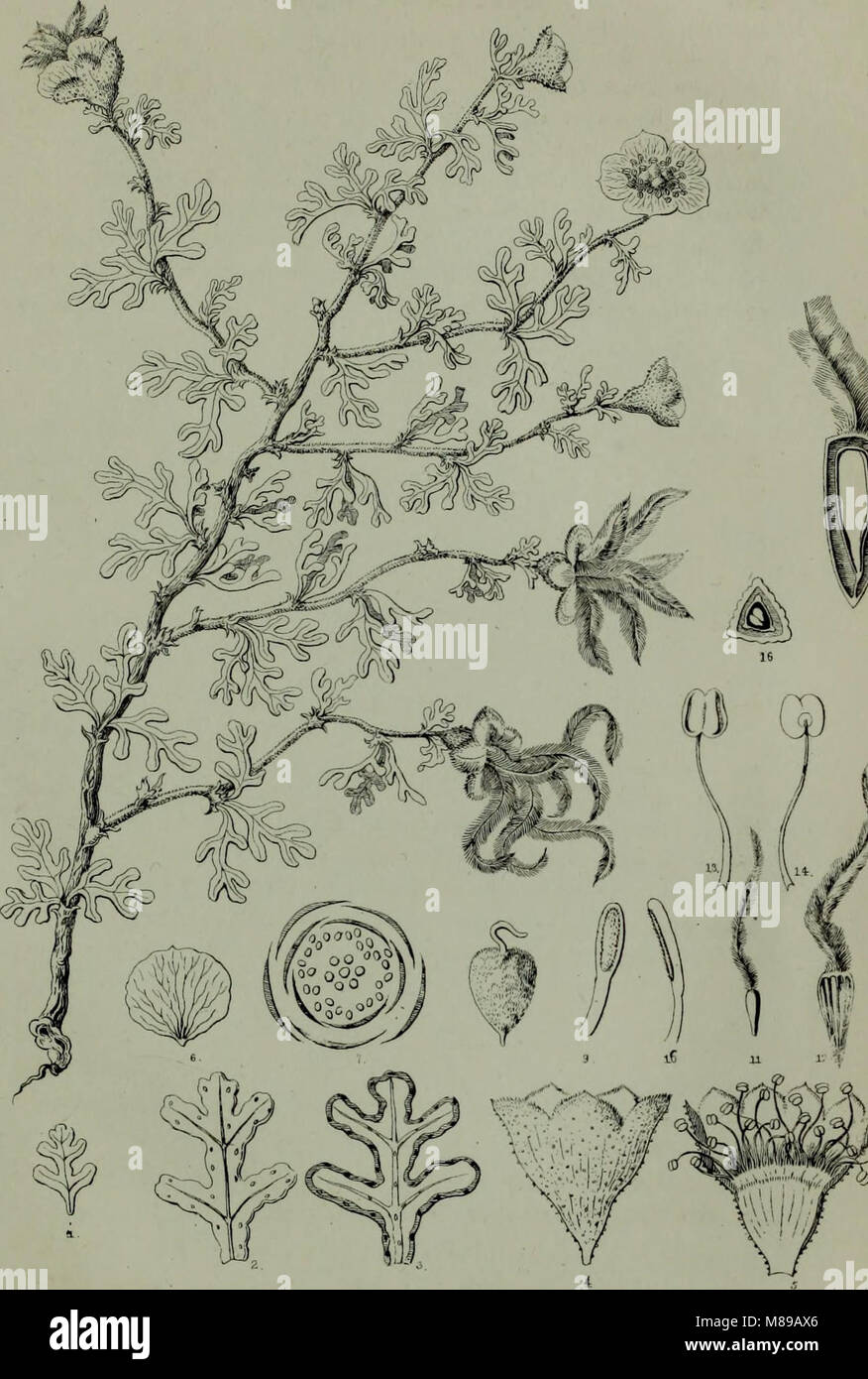 Exploration and survey of the Valley of the Great Salt Lake of Utah ...