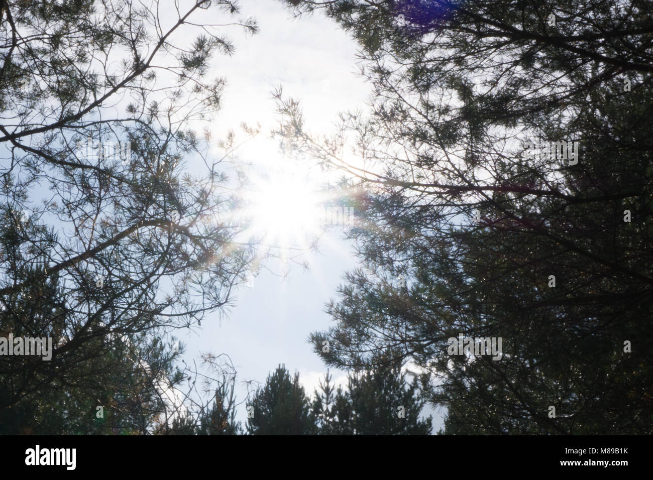 Tall, green trees in sunshine Stock Photo - Alamy