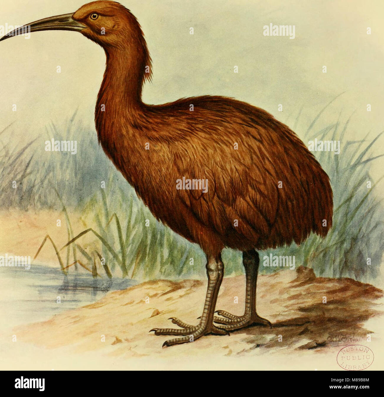 Extinct birds - an attempt to unite in one volume a short account of ...