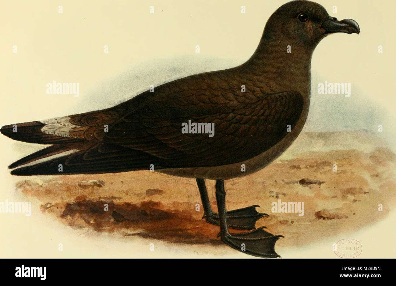 'Extinct Birds' provides a compilation of species that have gone ...