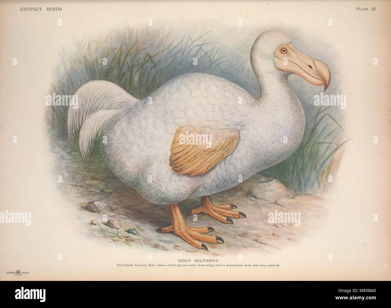 *Extinct Birds* provides a compilation of bird species that have gone ...