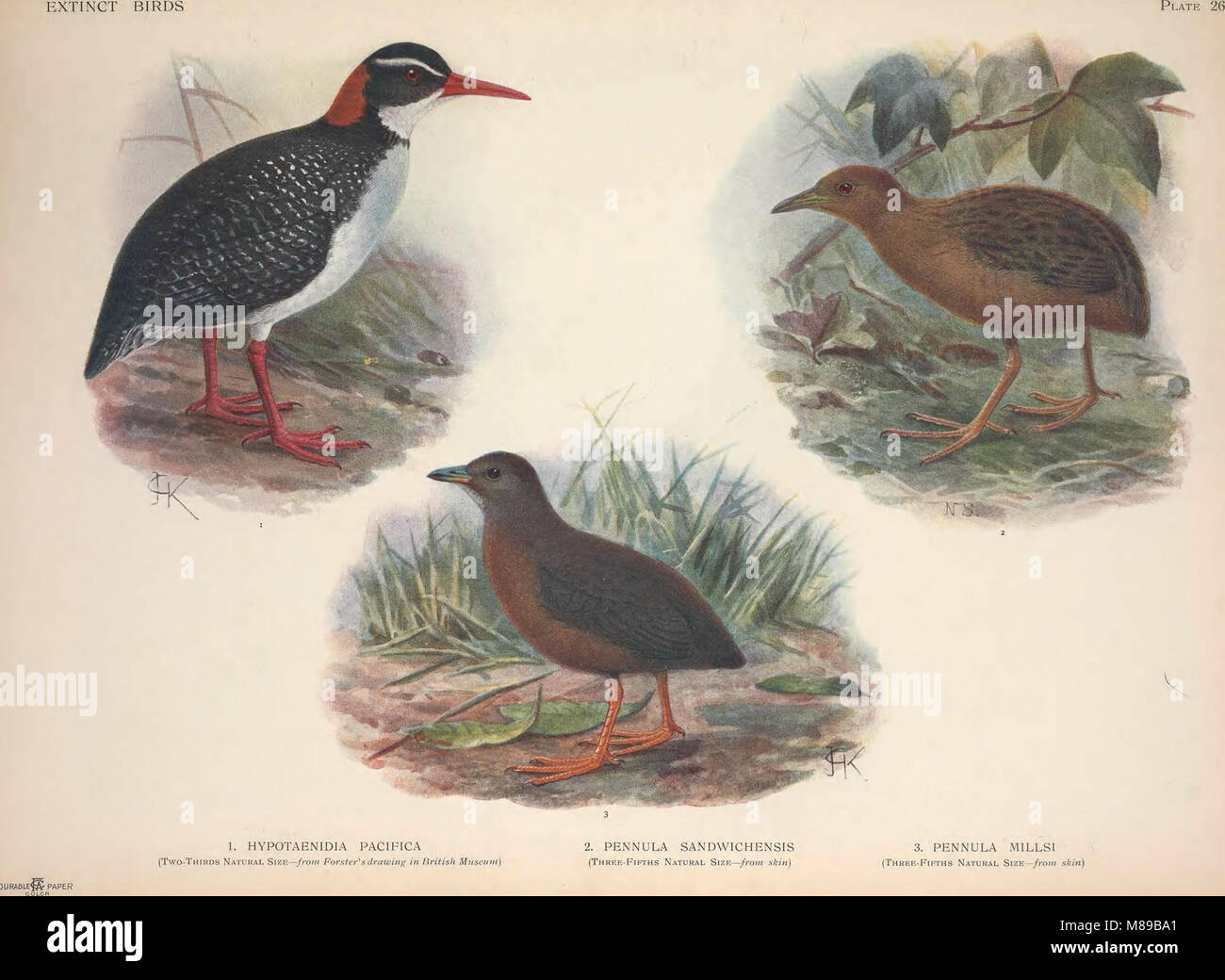 'Extinct Birds' provides an overview of bird species that have become ...