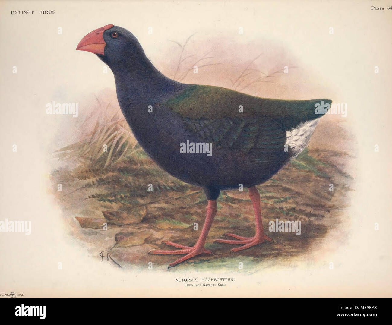 Extinct birds - an attempt to unite in one volume a short account of ...