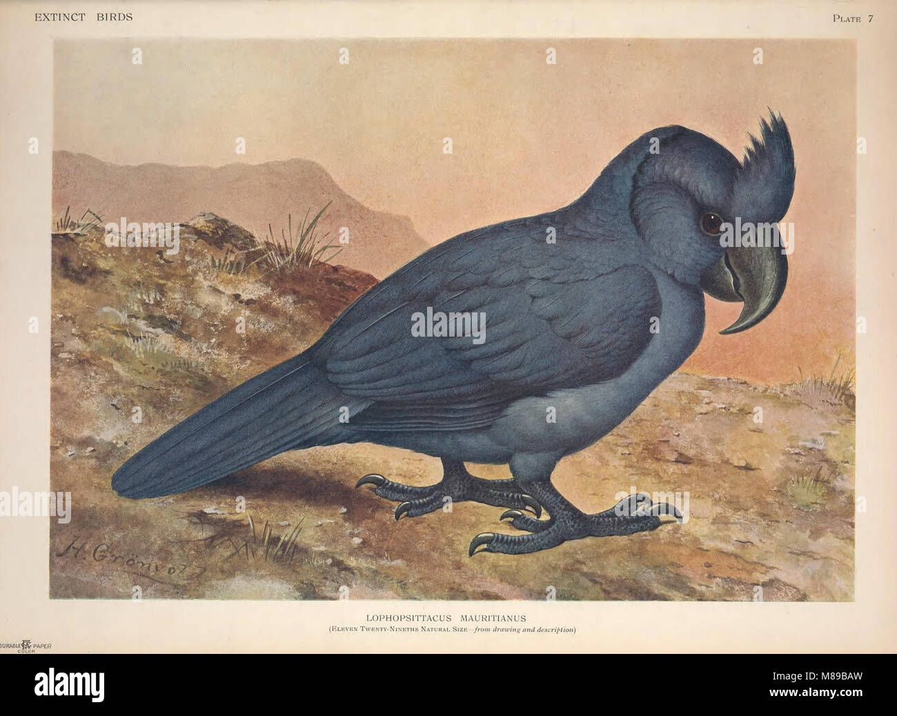 Extinct birds - an attempt to unite in one volume a short account of ...