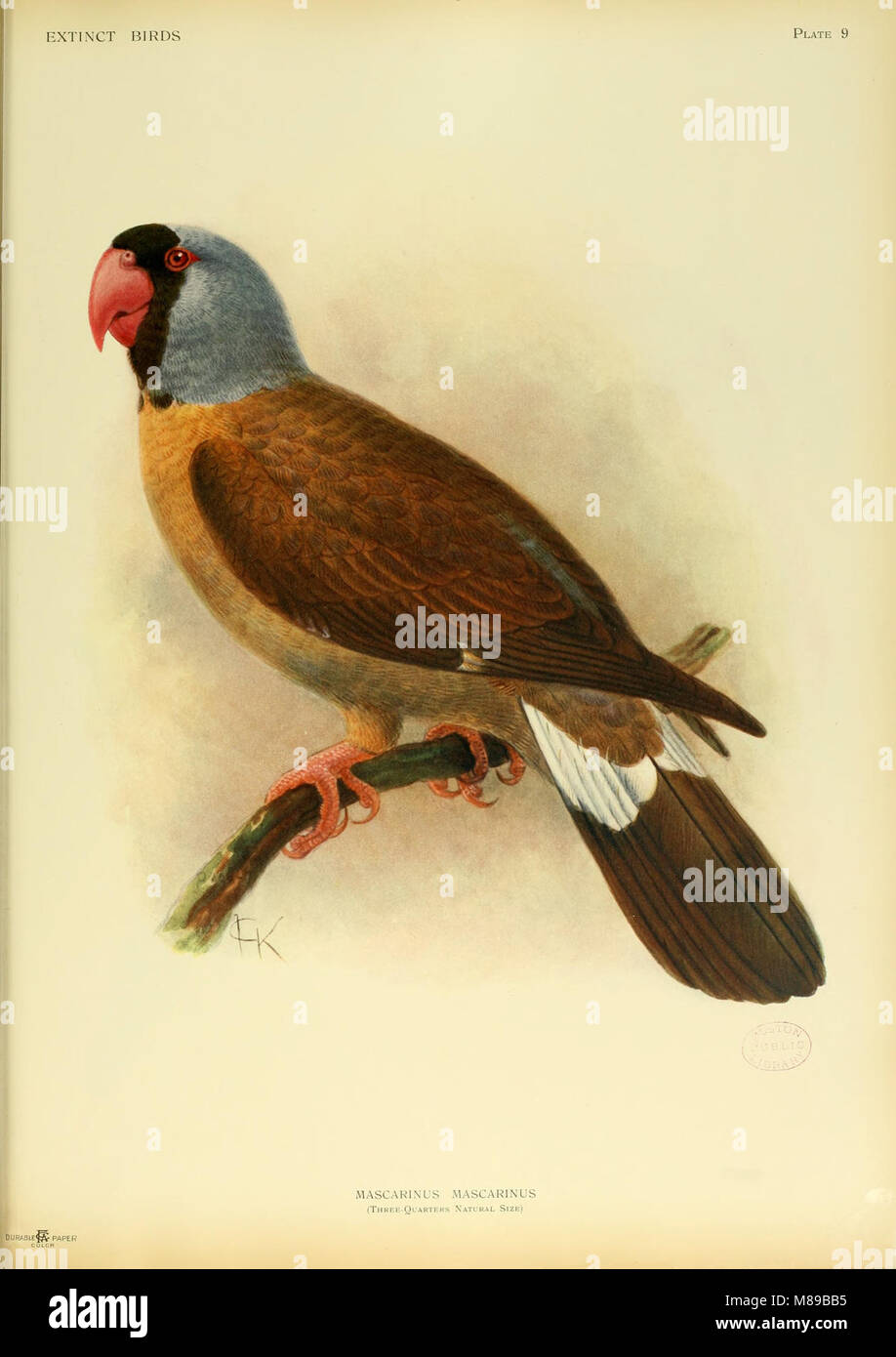 'Extinct Birds' attempts to document bird species that have become ...