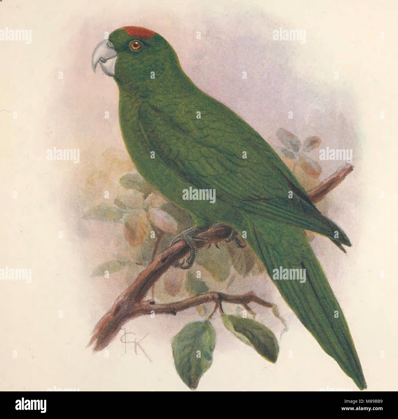 'Extinct Birds' provides a detailed account of bird species that have ...