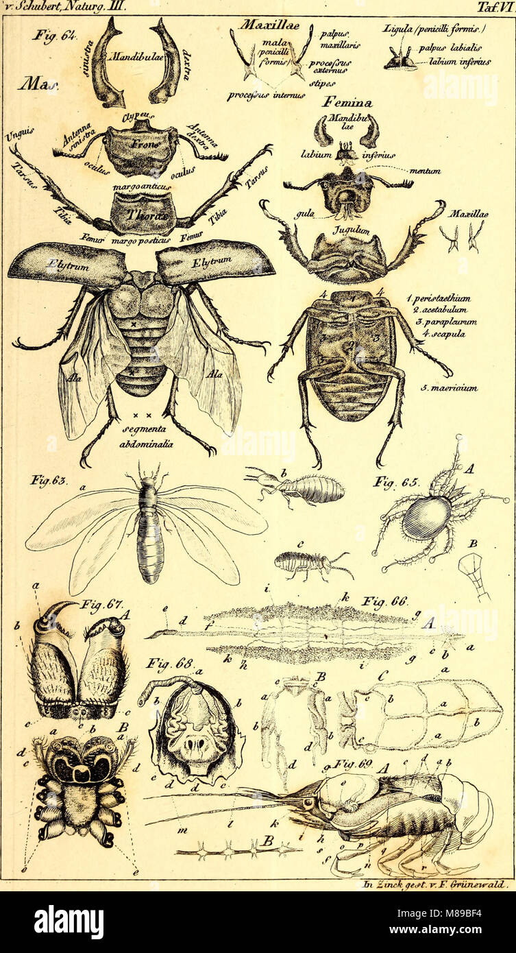 This 1837 work, translated as 'The History of Nature,' is a ...