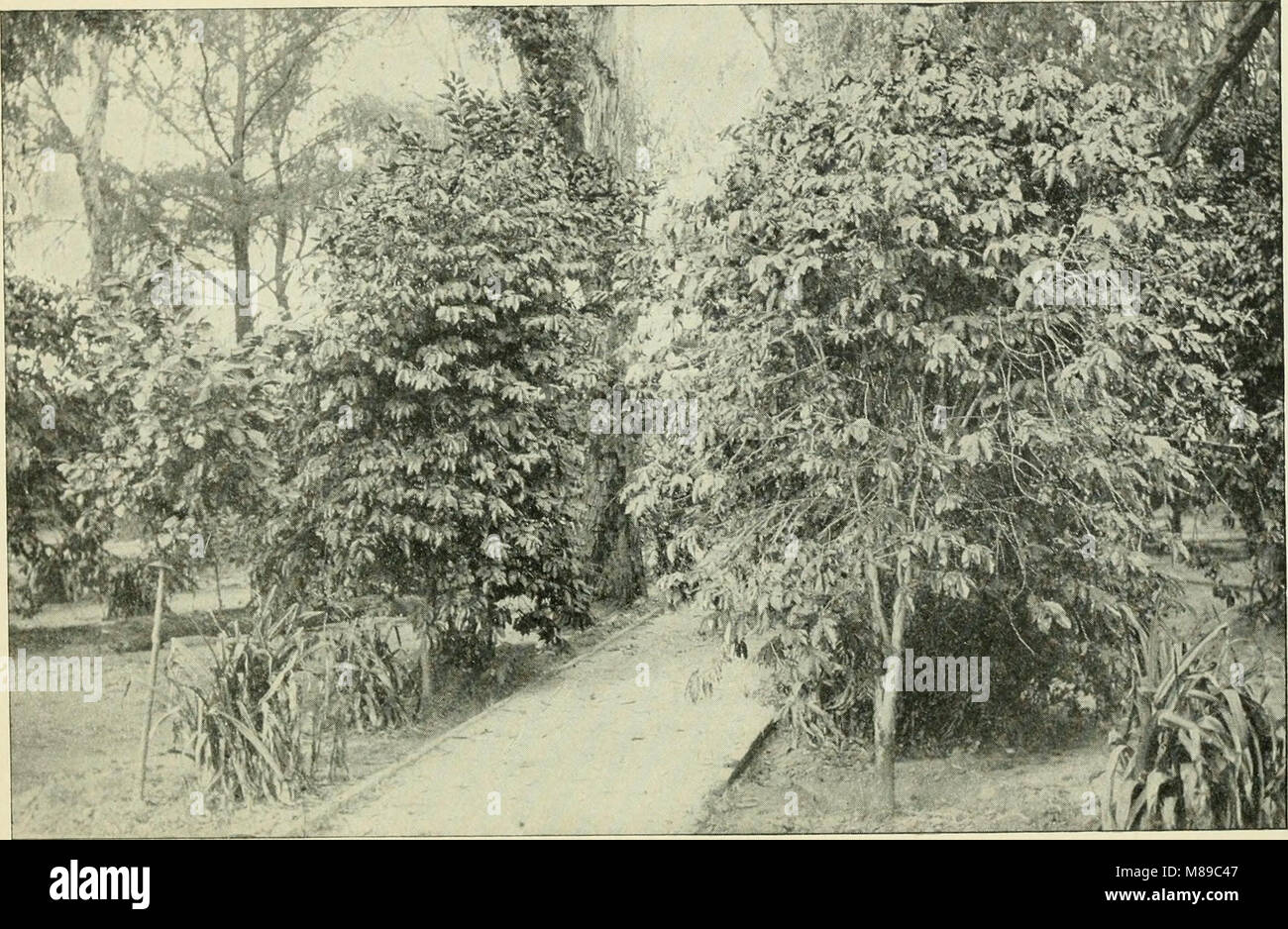 Facts and figures about Mexico and her great railroad, the Mexican ...