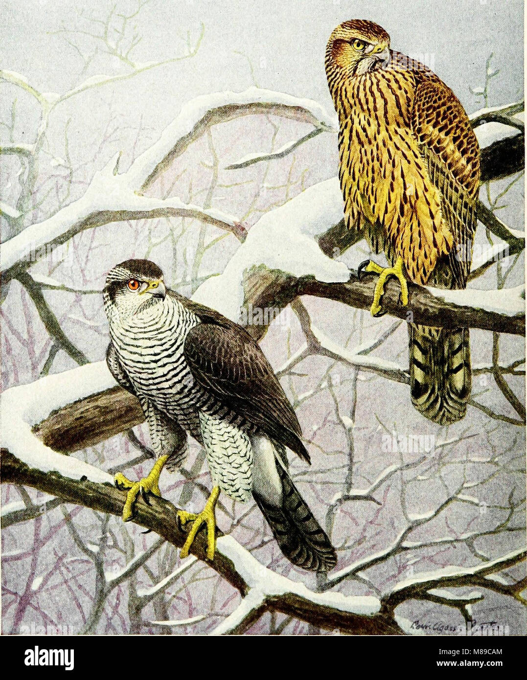 'Falconry, the Sport of Kings' (1920) explores the ancient art of ...