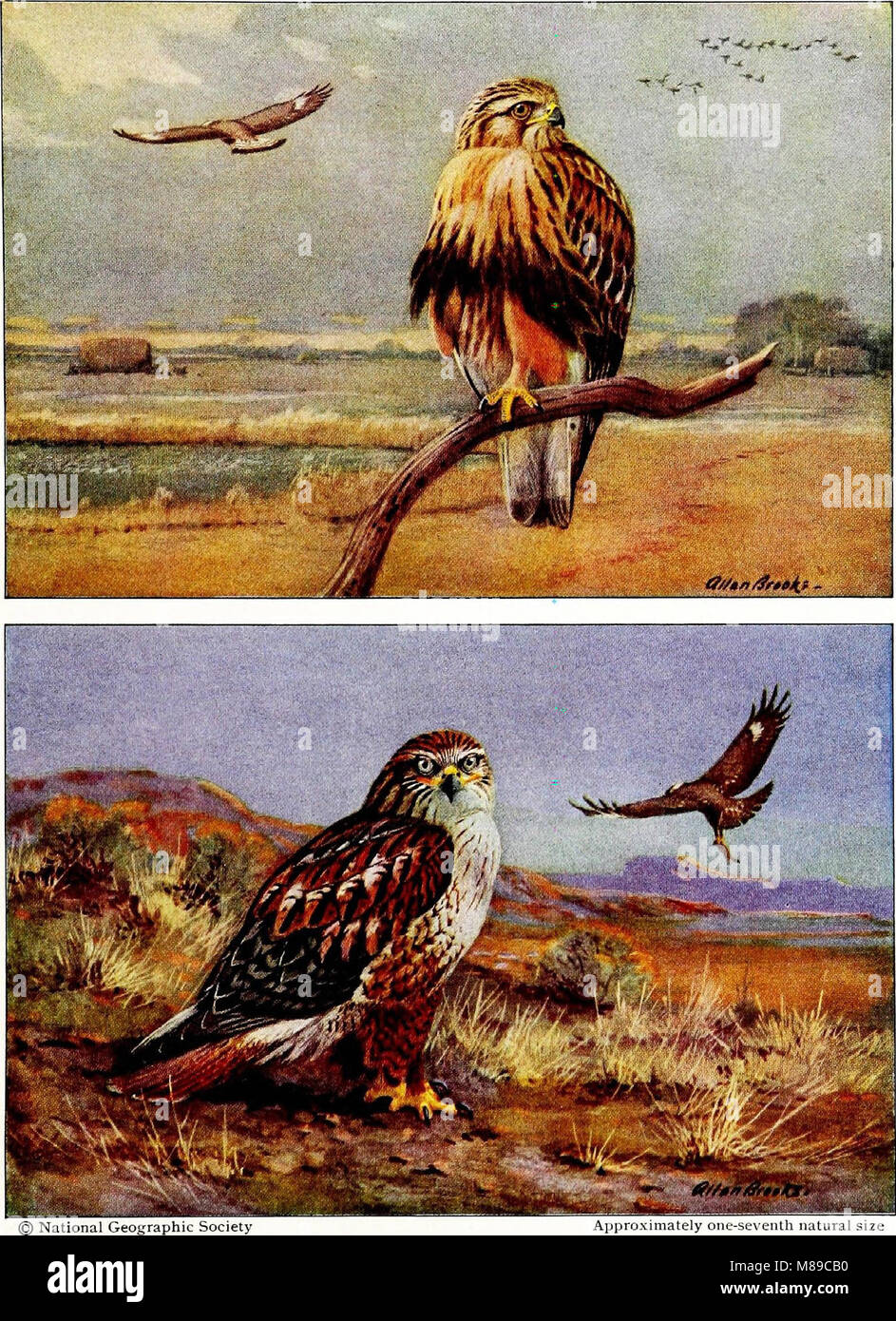 Falconry, the sport of kings (1920) (14566017827 Stock Photo - Alamy