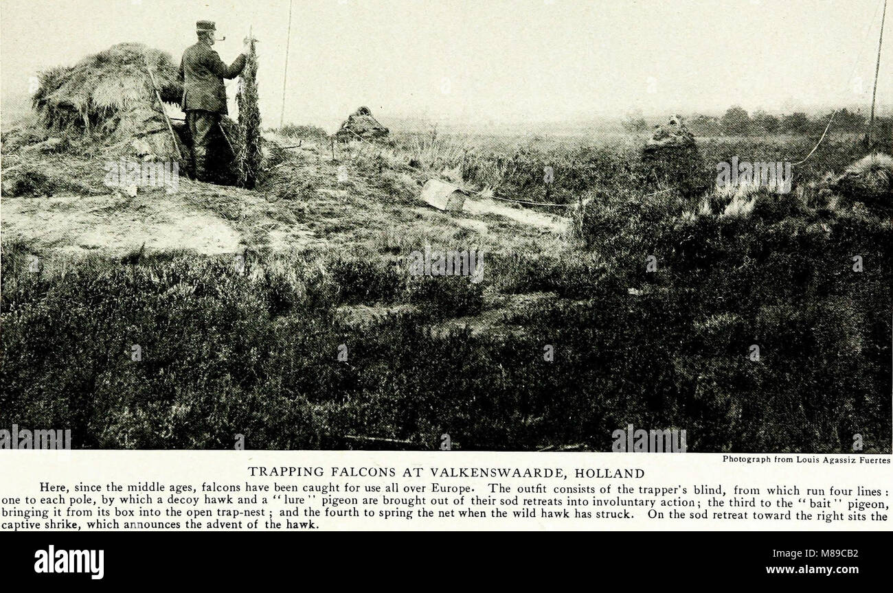 Falconry, the sport of kings (1920) (14729453526 Stock Photo - Alamy