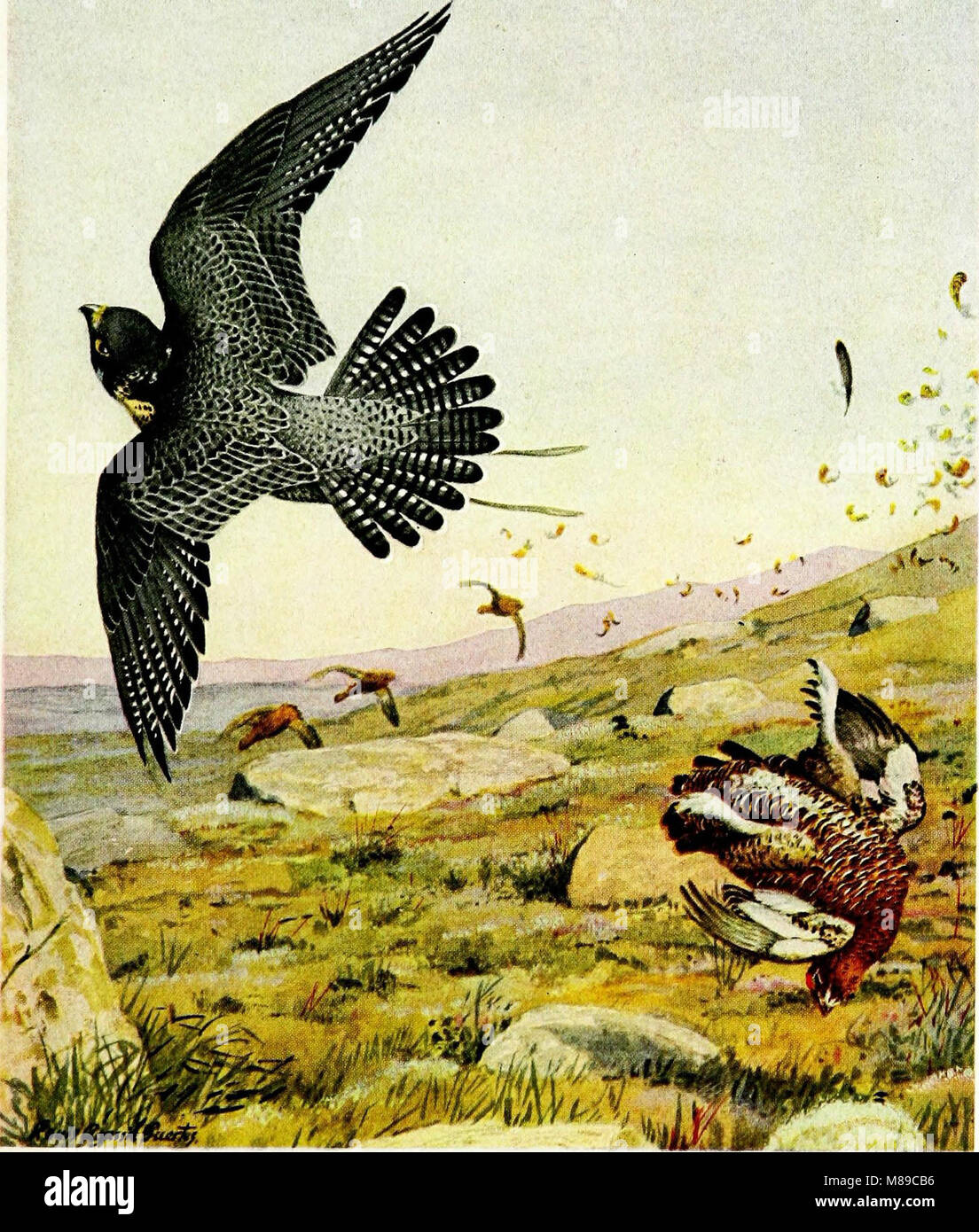 Falconry, the sport of kings (1920) (14749281821 Stock Photo - Alamy