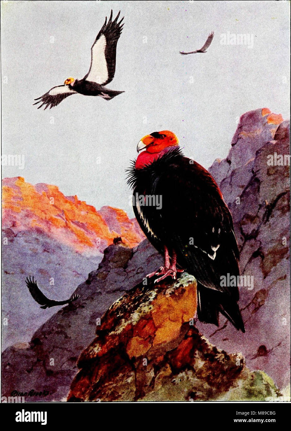 Falconry, the sport of kings (1920) (14772321553 Stock Photo - Alamy