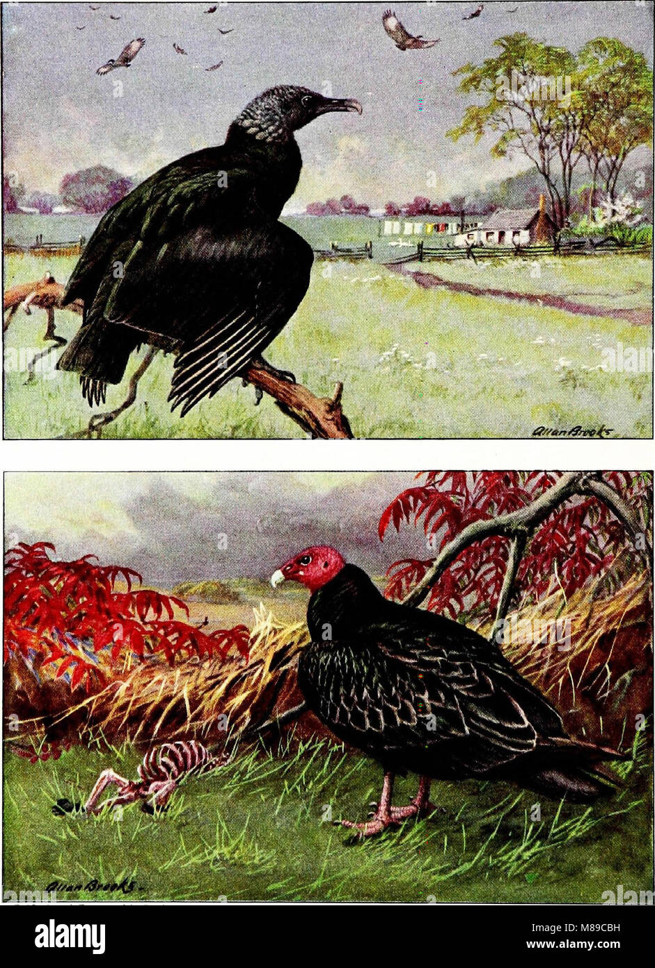 Falconry, the sport of kings (1920) (14772322073 Stock Photo - Alamy