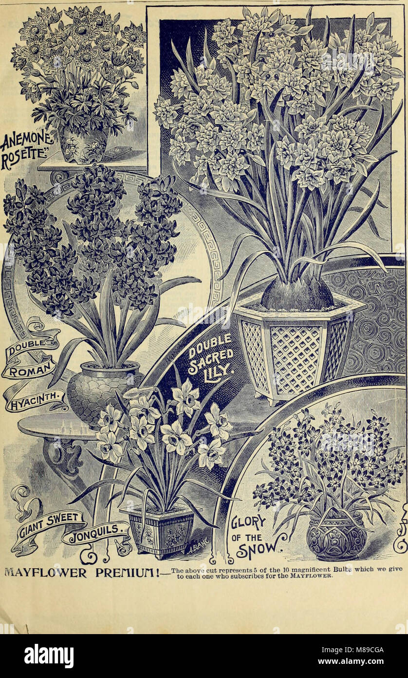The 1891 fall catalogue features a wide variety of hardy bulbs and ...