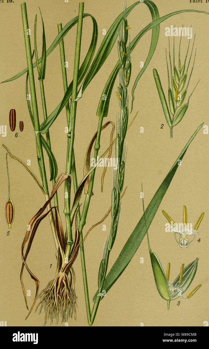 'Die Giftpflanzen Deutschlands' (1910) is a detailed study on poisonous ...