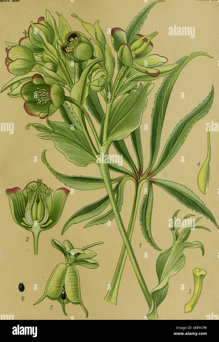 Die Giftpflanzen Deutschlands (1910) is a botanical work detailing ...