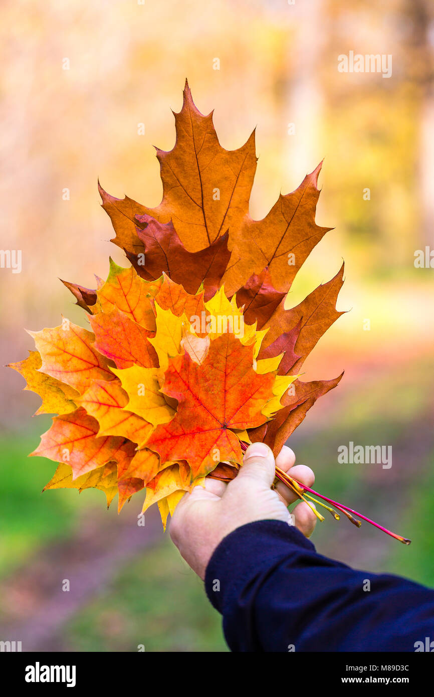 Hand holding leaves hi-res stock photography and images - Alamy