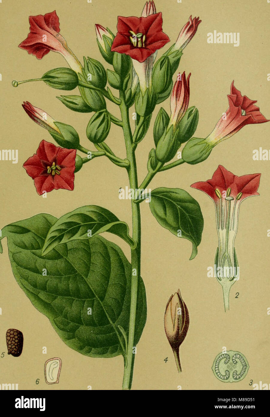 'Die Giftpflanzen Deutschlands' (1910) is a botanical work that ...
