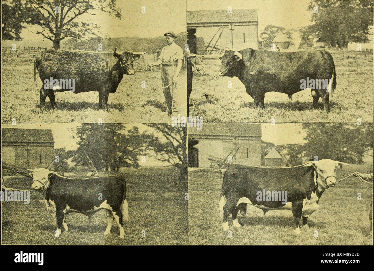 Stockbreeder High Resolution Stock Photography and Images - Alamy