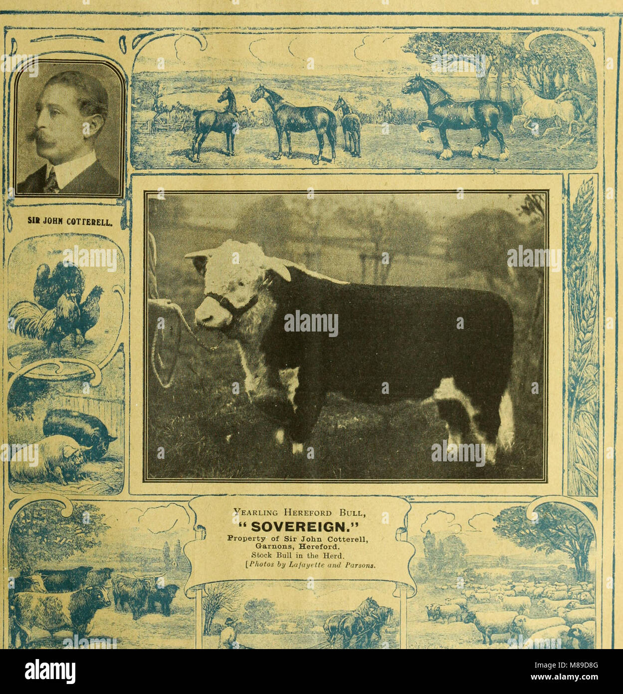 Farmer stockbreeder 1919 hi-res stock photography and images - Alamy