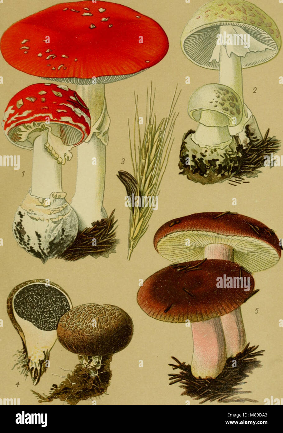 *Die Giftpflanzen Deutschlands* (1910) examines poisonous plants native ...