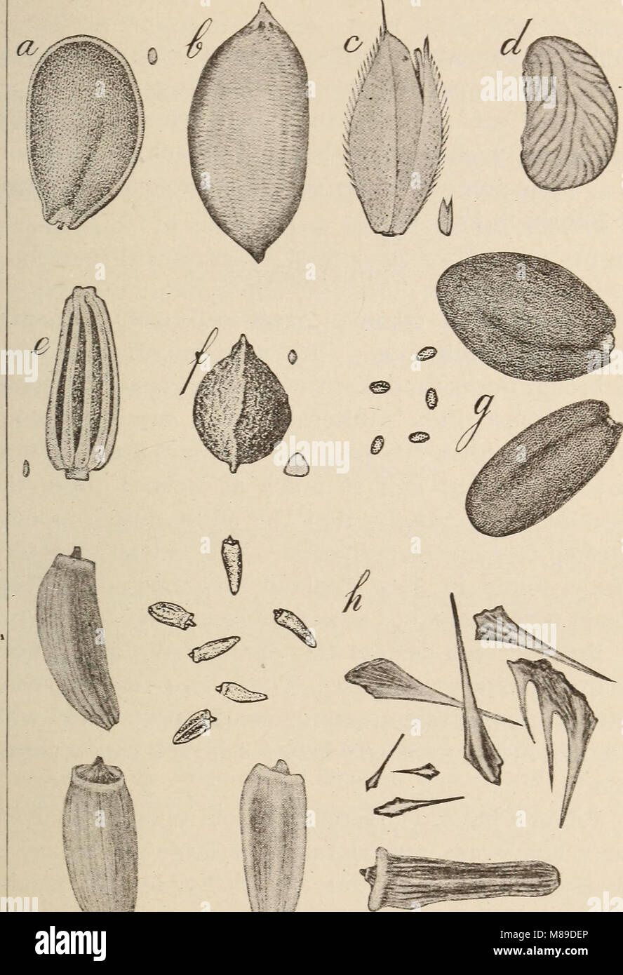 A practical guide to farm grasses in the U.S., focusing on grass crop ...