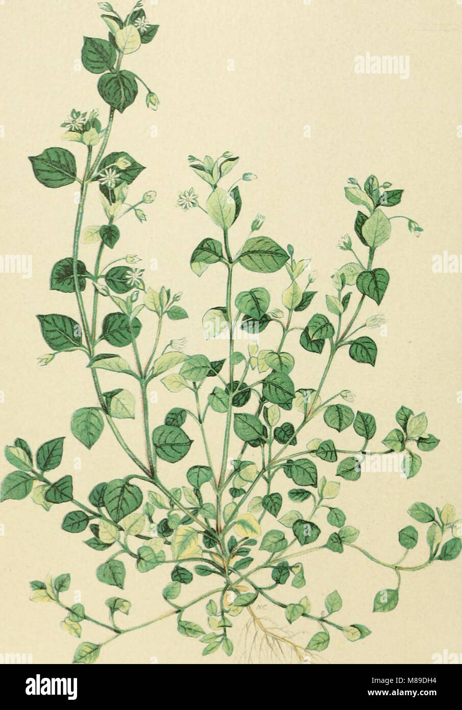A 1906 guide identifying common farm weeds in Canada, providing methods ...