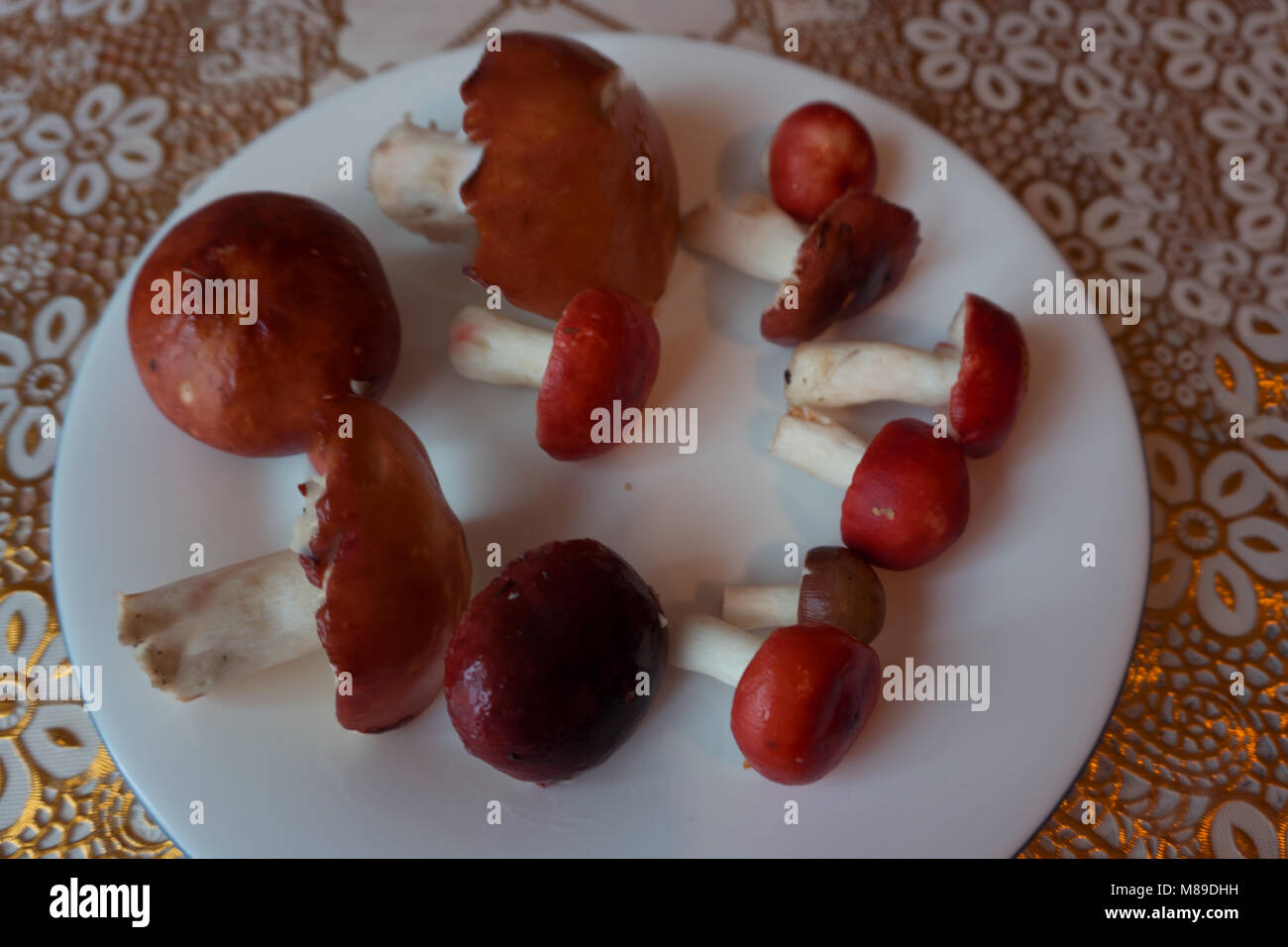 Russula rosacea fungi from nature on wooden plate Stock Photo - Alamy