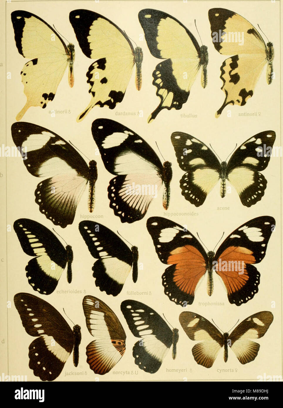 'Die Gross-Schmetterlinge der Erde,' published in 1900, is a systematic ...