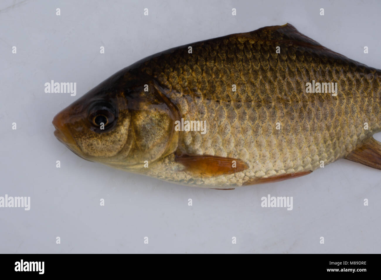 Golden crucian fish in the hand. Summer fishing Stock Photo - Alamy