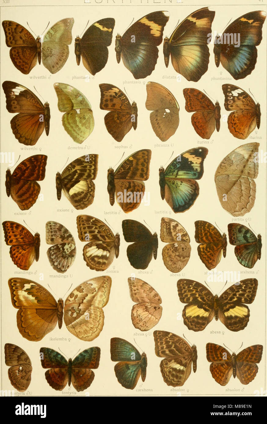 'Die Gross-Schmetterlinge der Erde' (1900) offers a systematic study of ...