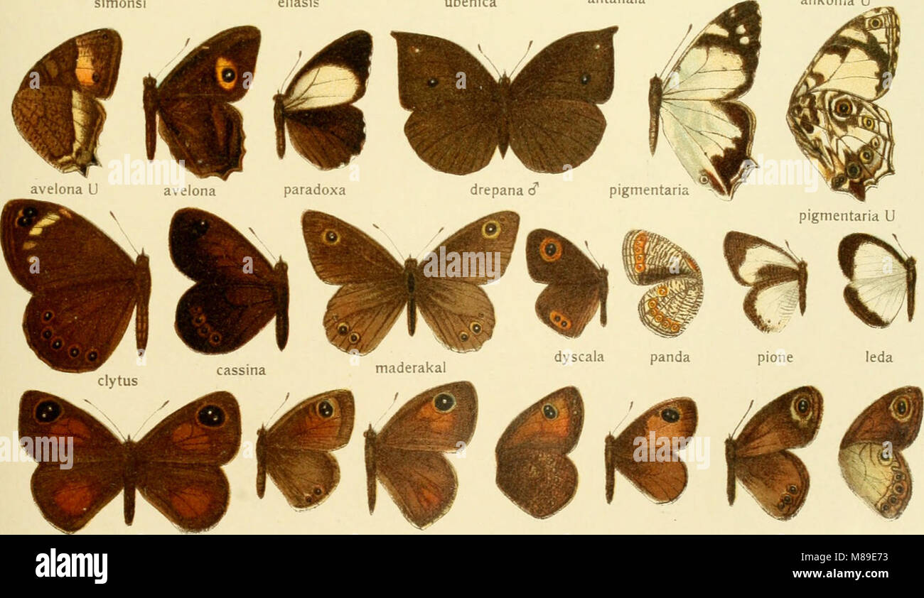 'Die Gross-Schmetterlinge der Erde' (1900) is a comprehensive ...